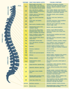 About Chiropractic — Shapiro Family Chiropractic