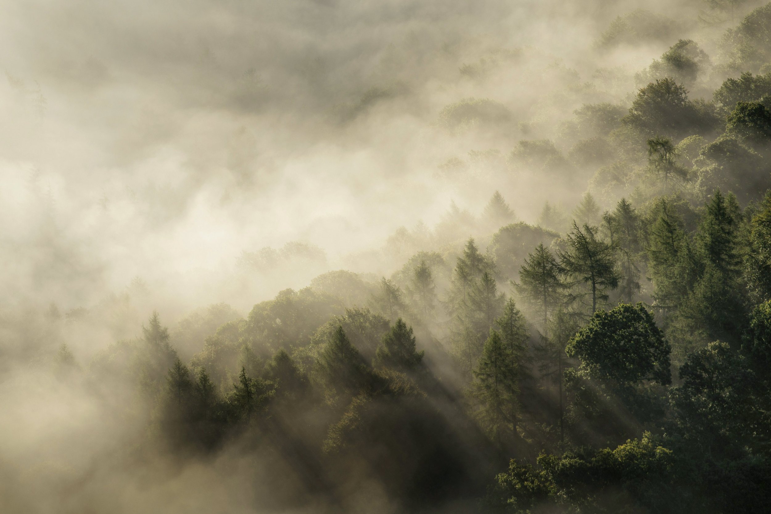 Mist Thermal Sanctuary | Renewable Hot Sauna and Cold Plunge in Forest ...