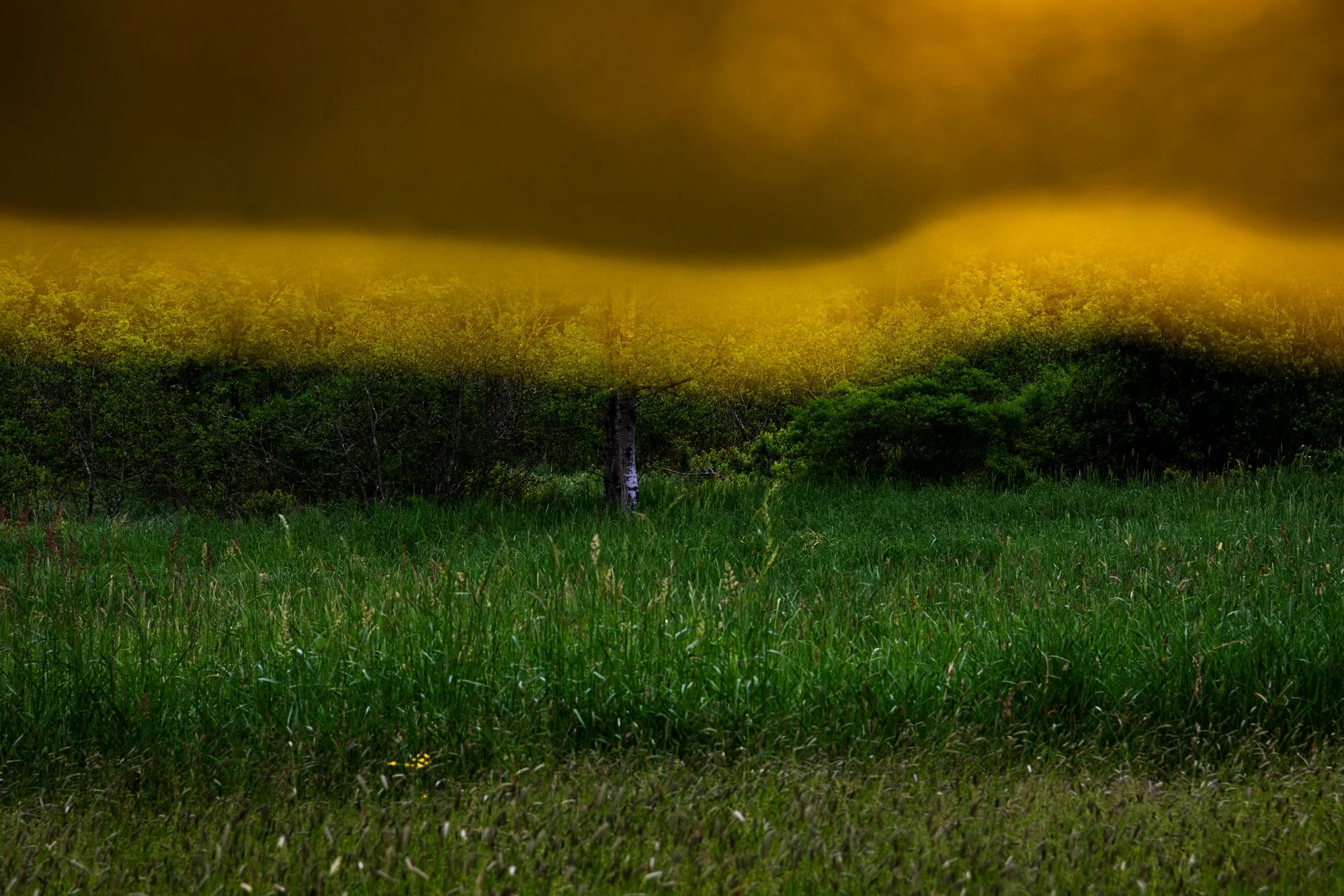 Diane D. Hemingway - Home