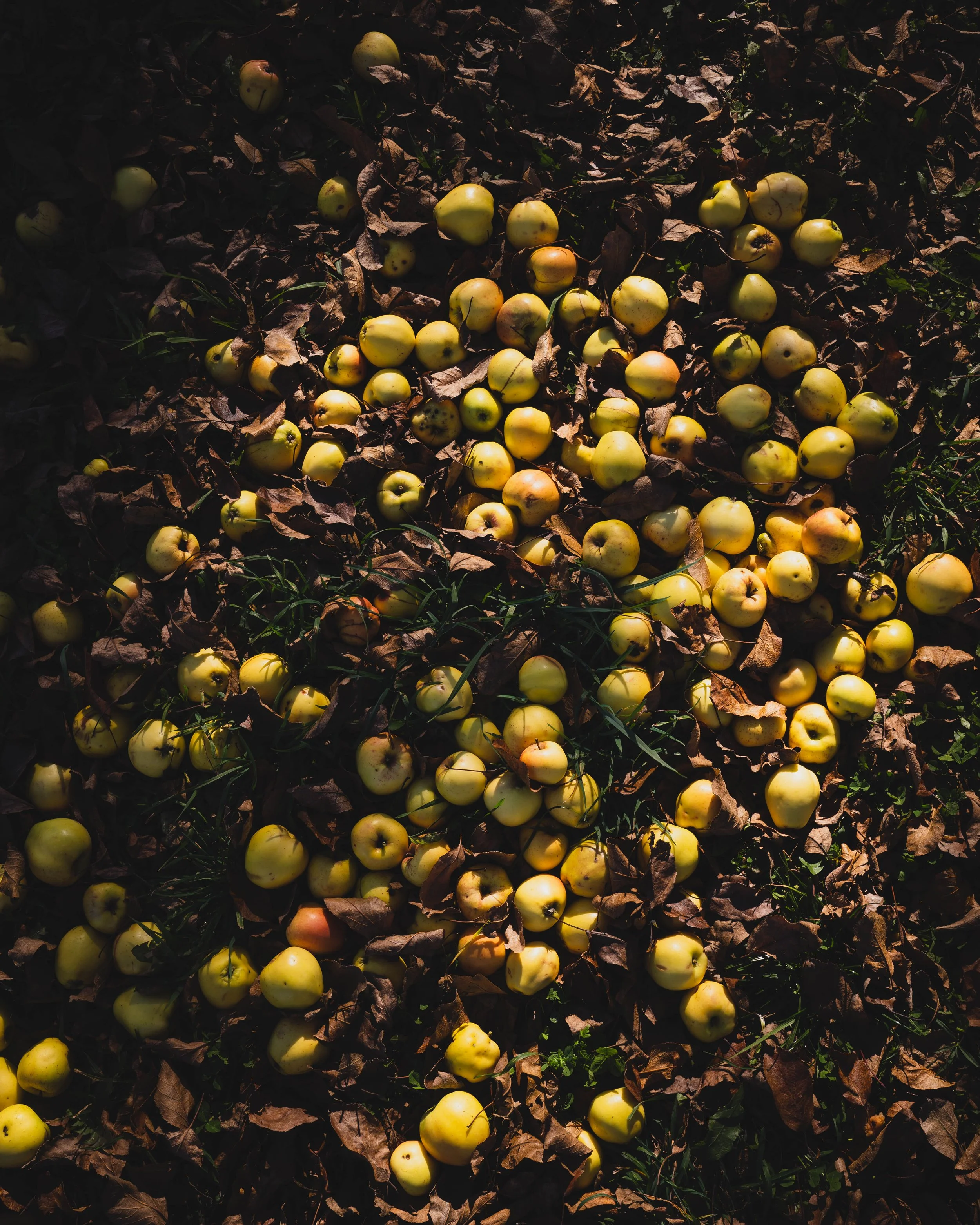 about fable farm fermentory — fable farm