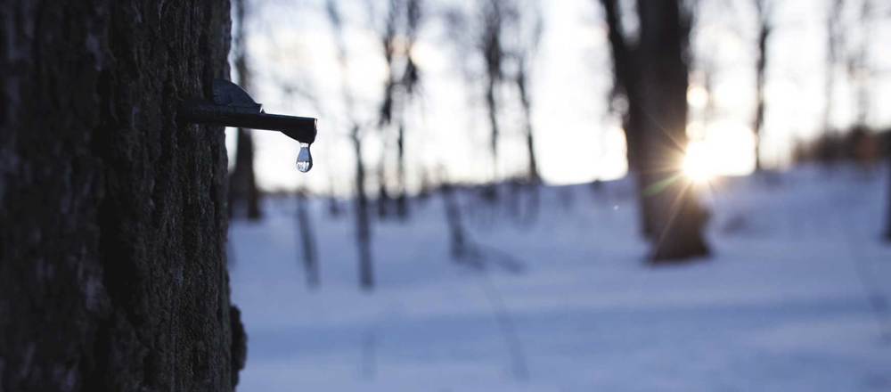 fable farm | Discover and Experience Vermont Wines