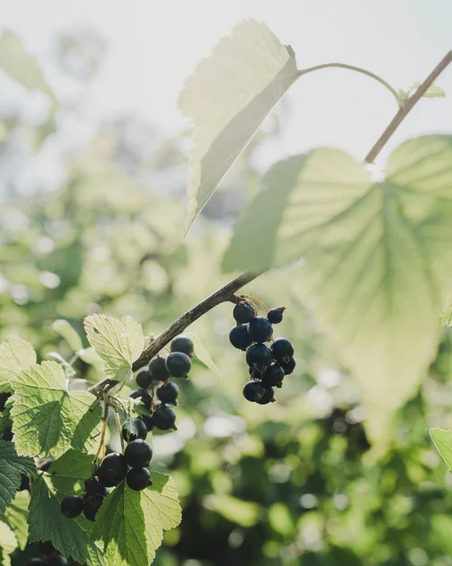 about fable farm fermentory — fable farm