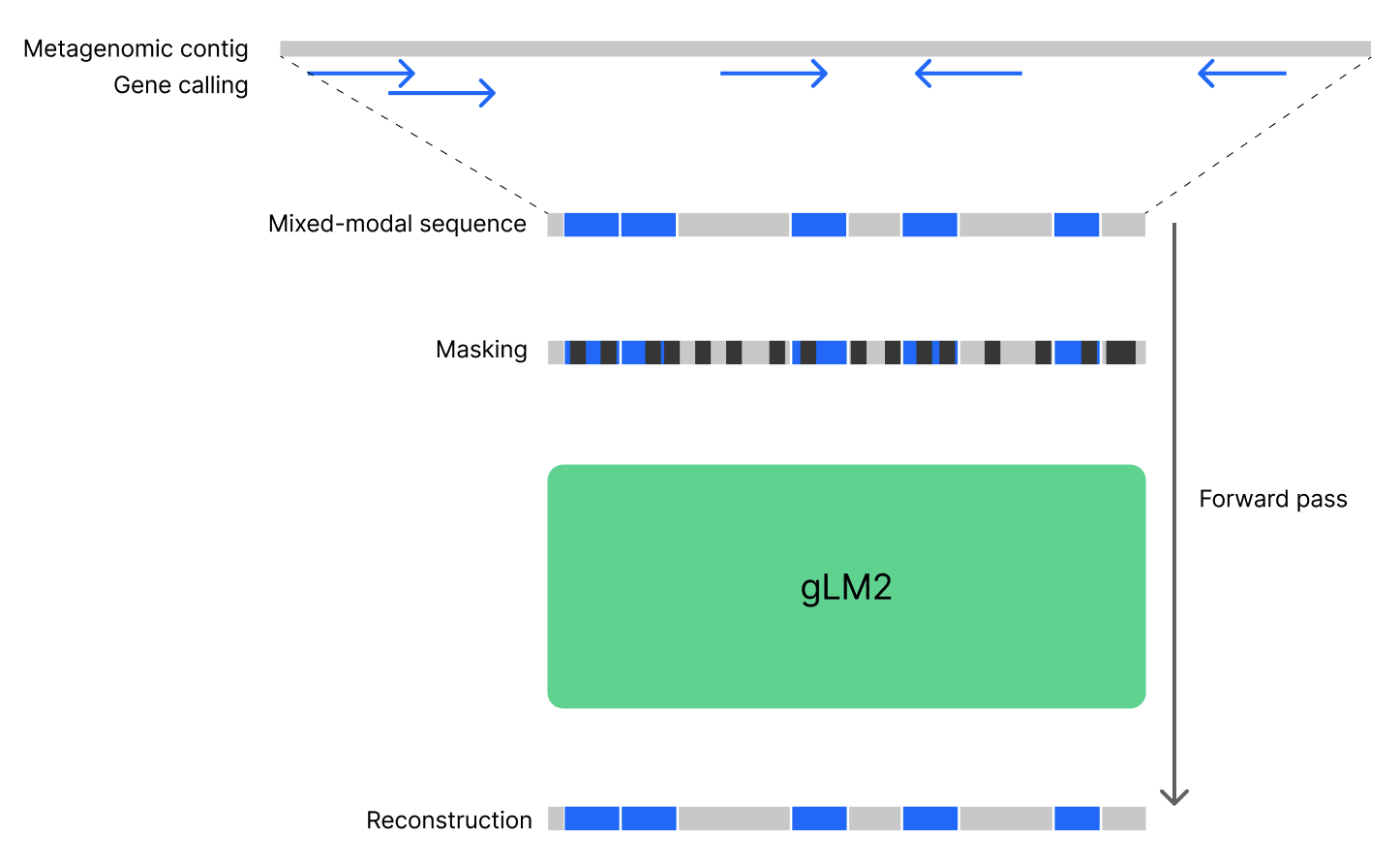 gLM2: The First Mixed-Modality Genomic Language Model — Tatta Bio