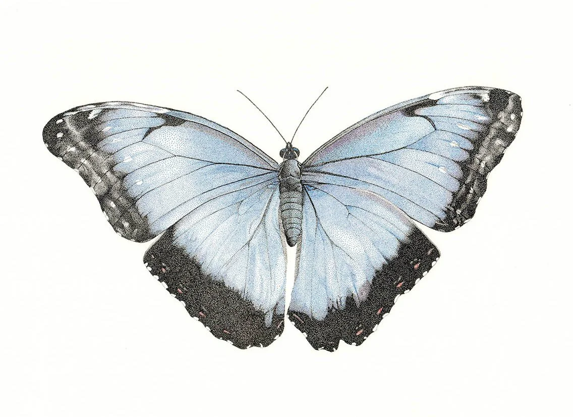 The Glimpse Gallery Concord, NH 03301 Fine Art