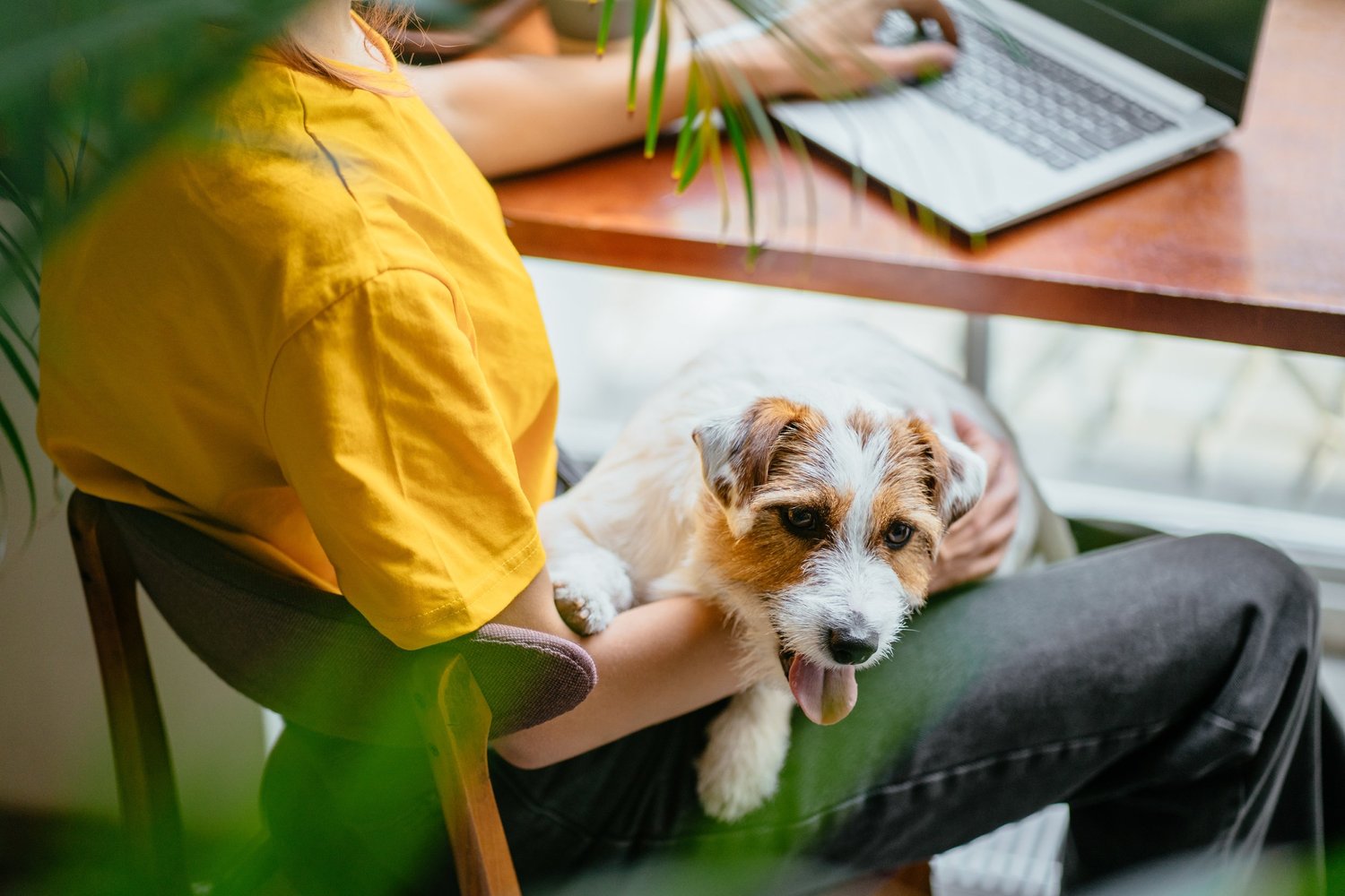 At-Home Veterinary Services - Home Veterinary Care - Home Vetcare