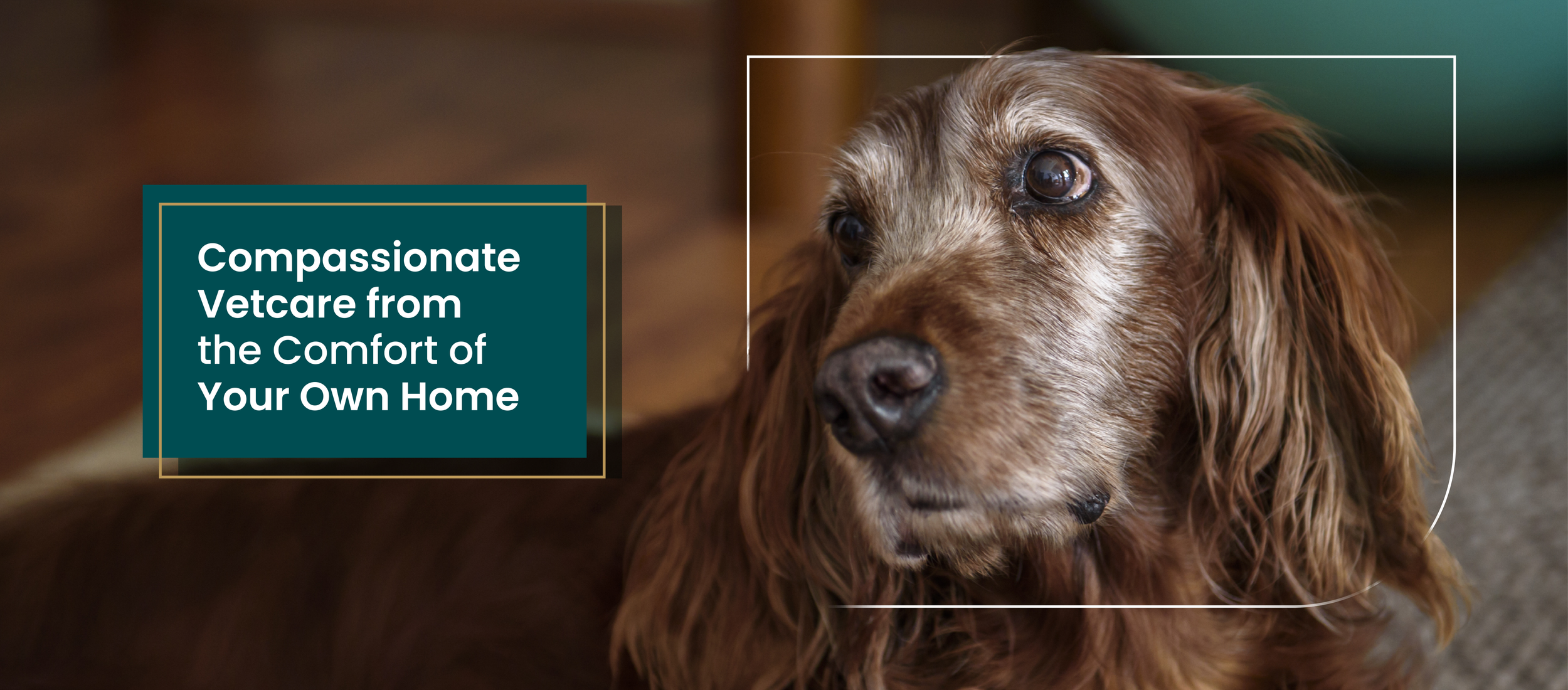At-Home Veterinary Services - Home Veterinary Care - Home Vetcare