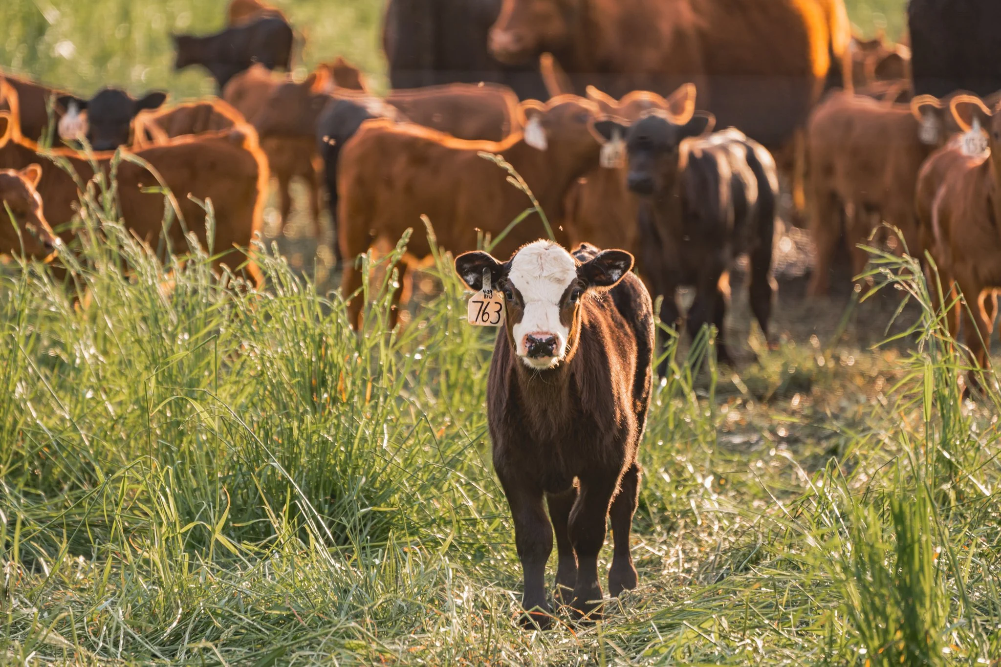 Hoosier Grassfed Beef | 100% Grass-Fed Beef | Attica, IN