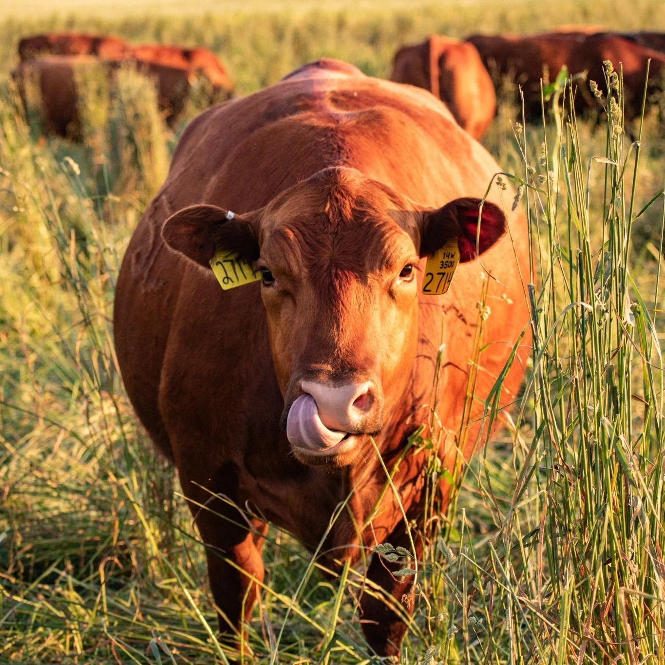 Hoosier Grassfed Beef | 100% Grass-Fed Beef | Attica, IN