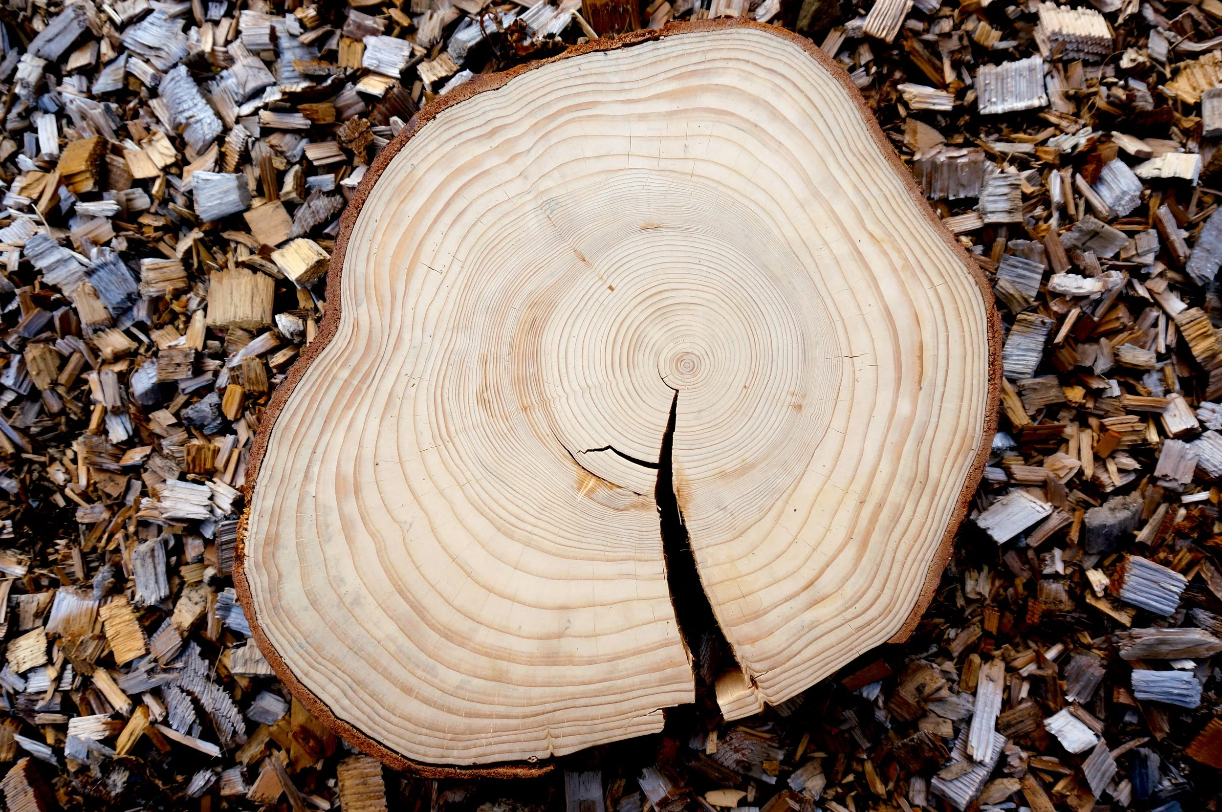 ACFOR Forestry — ACFOR