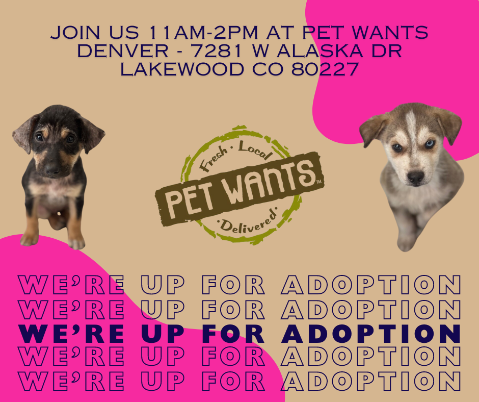 Pet Wants Denver Adoption Event — POSO Dog Rescue