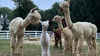 Private Alpaca Experience — Casa Alpaca