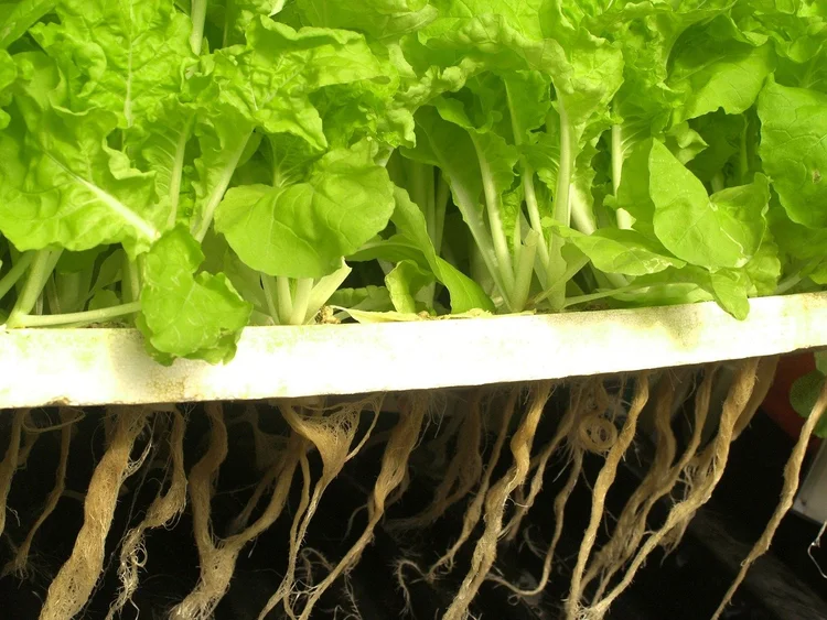 Grow fresh broccoli hydroponically: setup, nutrients, pH, and ...