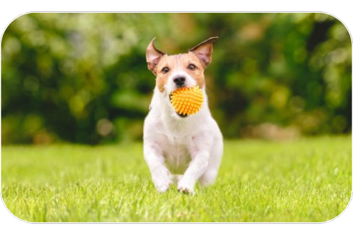 Wagland Kennel Best Dog Boarding in Tallahassee, FL. Reliable Dog ...