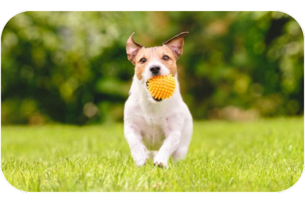 Wagland Kennel Best Dog Boarding in Tallahassee, FL. Reliable Dog ...