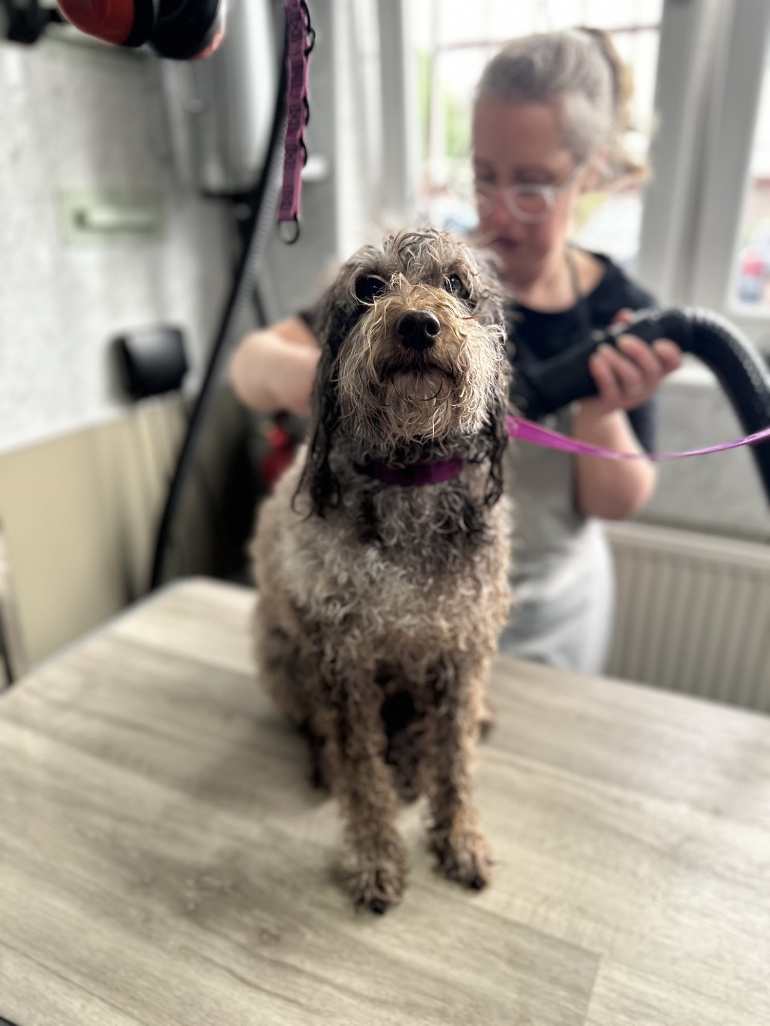 Dog Grooming Assistant | Enhance Grooming Skills — Enroll Today ...