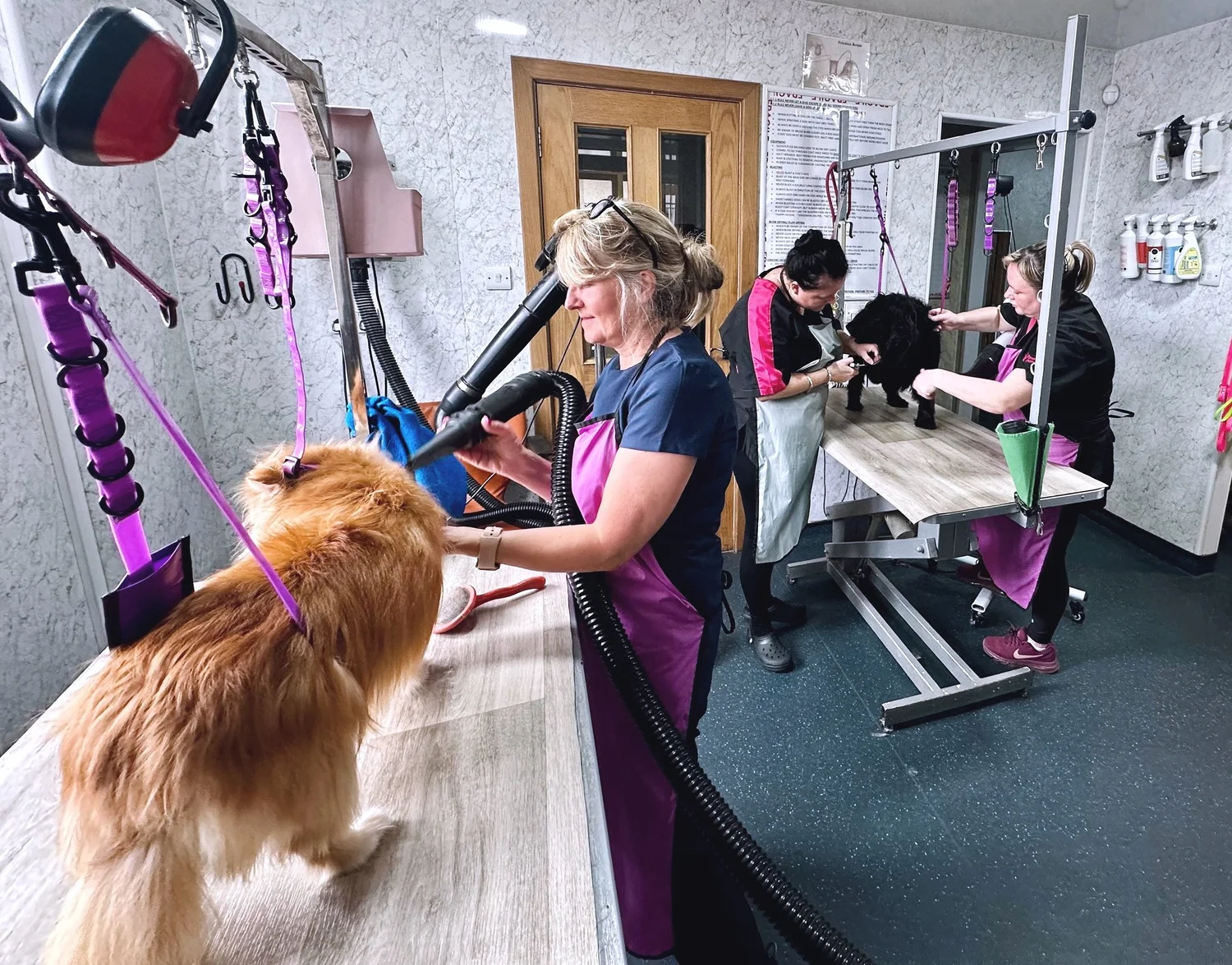 About Our Courses | Join & Succeed Today — Pampers Grooming Academy