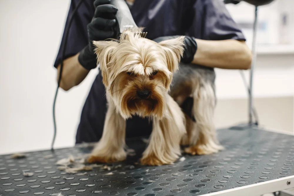 About Our Courses | Join & Succeed Today — Pampers Grooming Academy