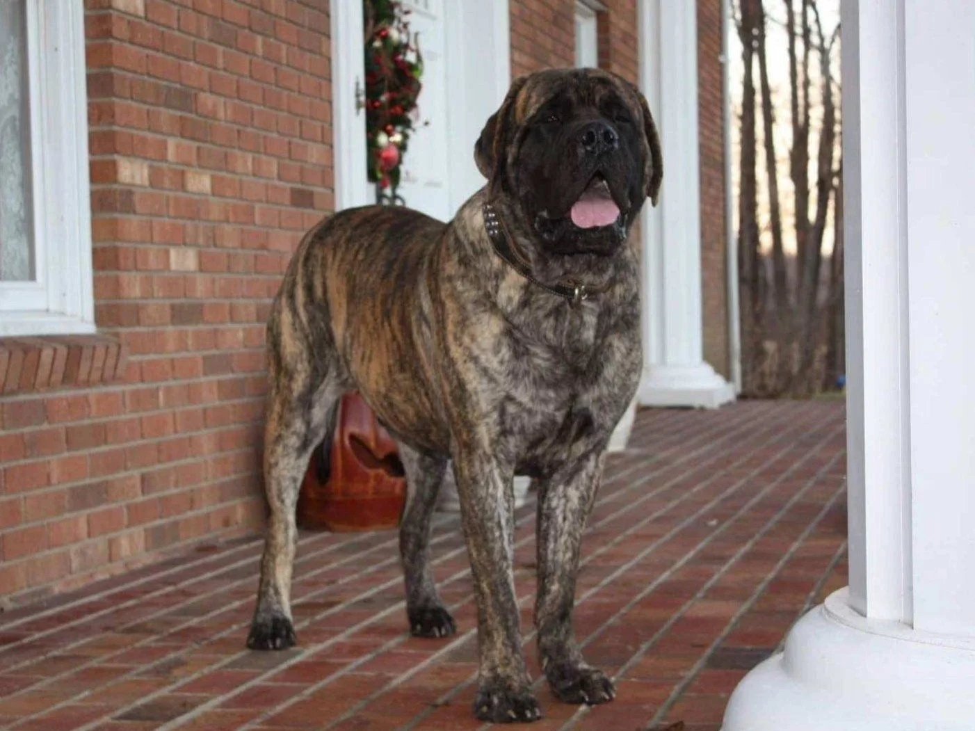Our Puppies — Walnut Grove Mastiffs
