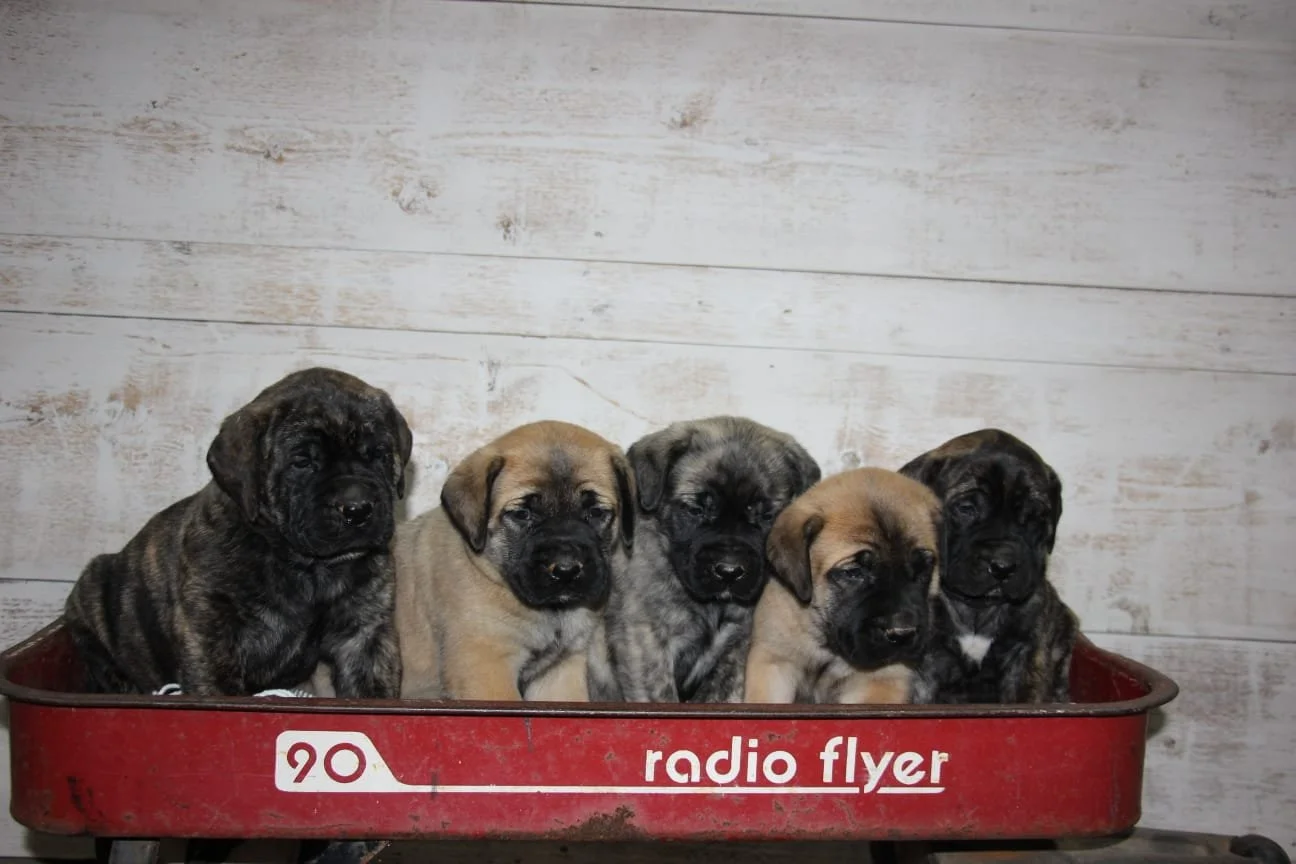 Walnut Grove Mastiffs