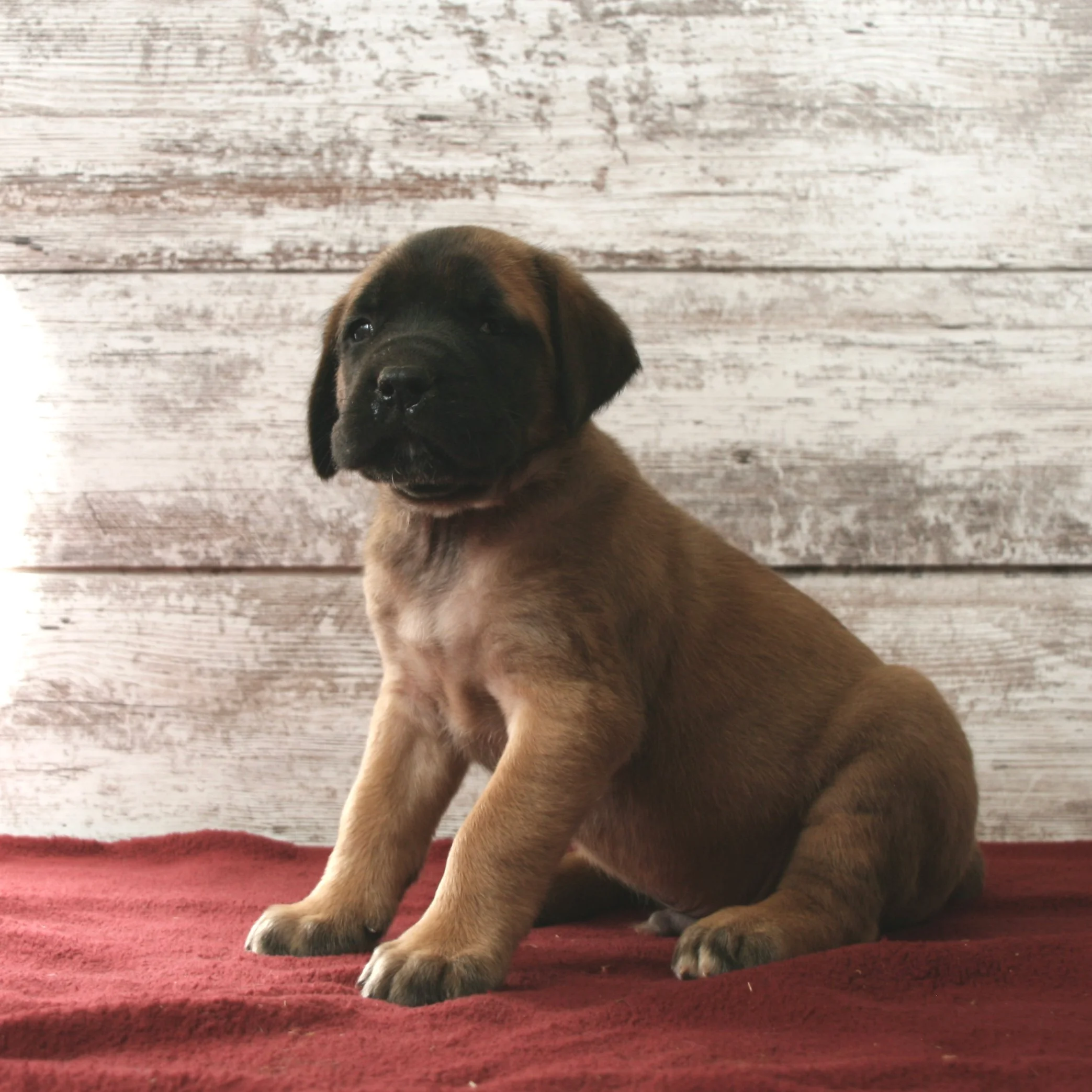 Our Puppies — Walnut Grove Mastiffs
