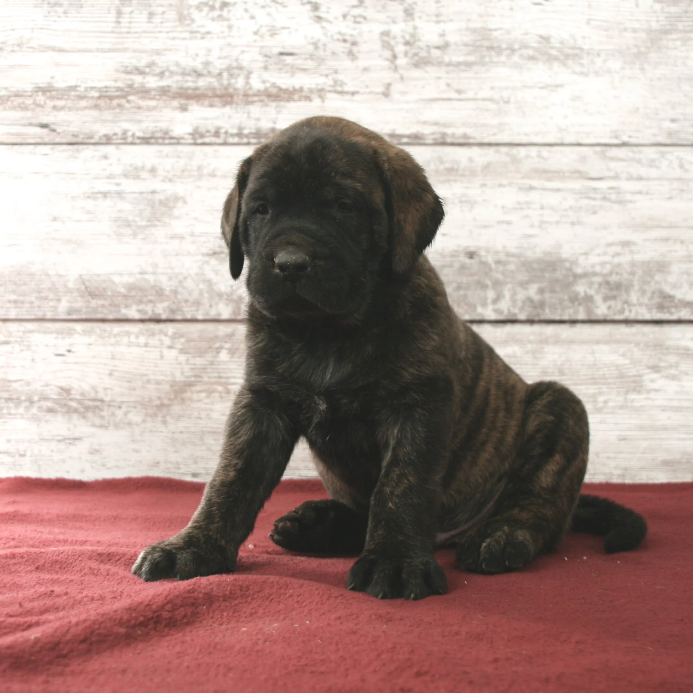 Our Puppies — Walnut Grove Mastiffs