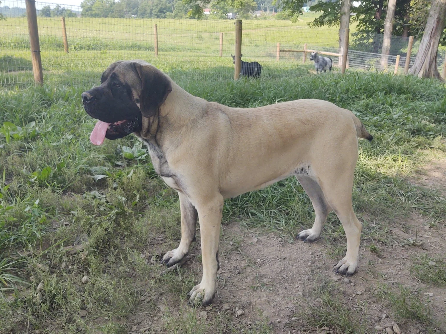 Our Puppies — Walnut Grove Mastiffs