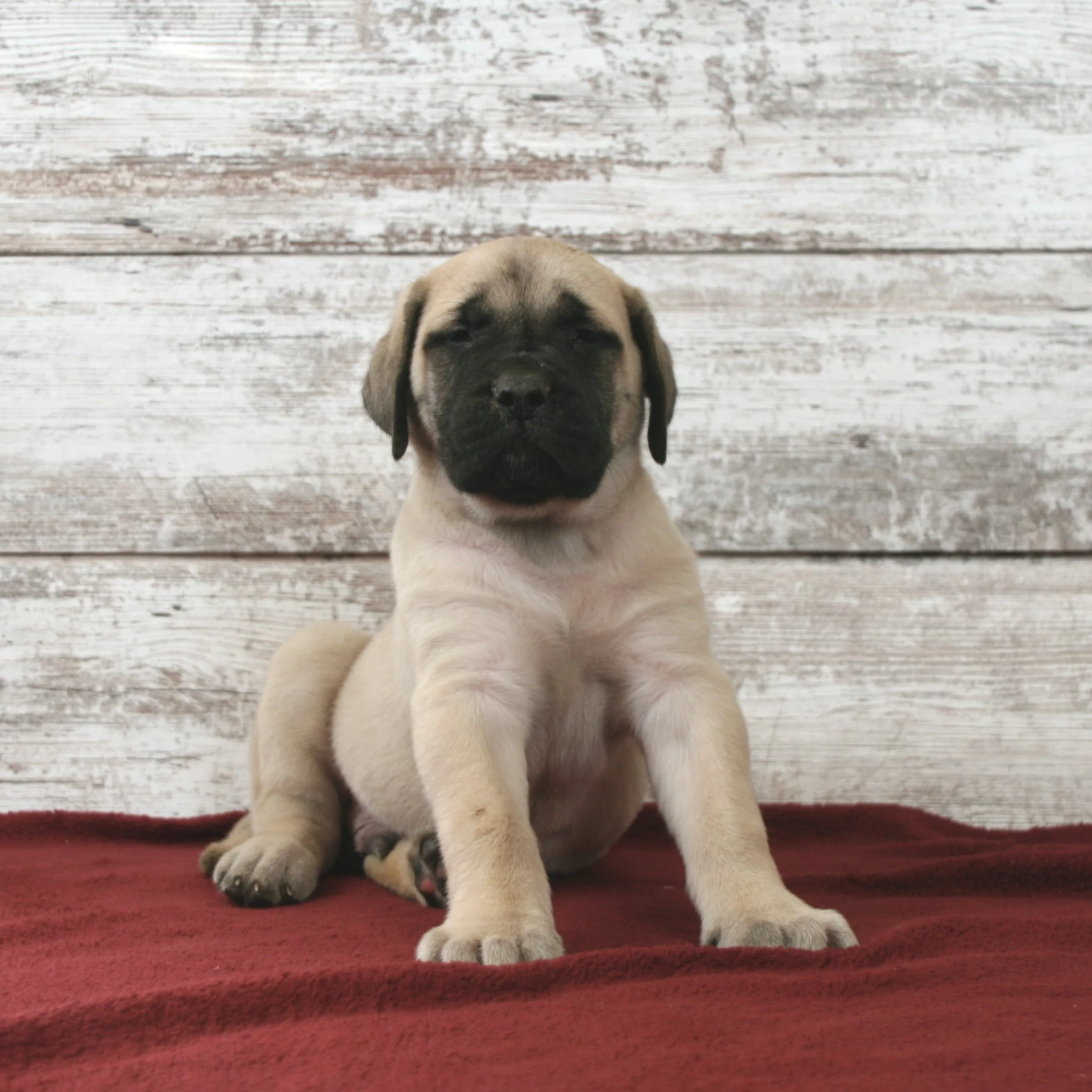Our Puppies — Walnut Grove Mastiffs