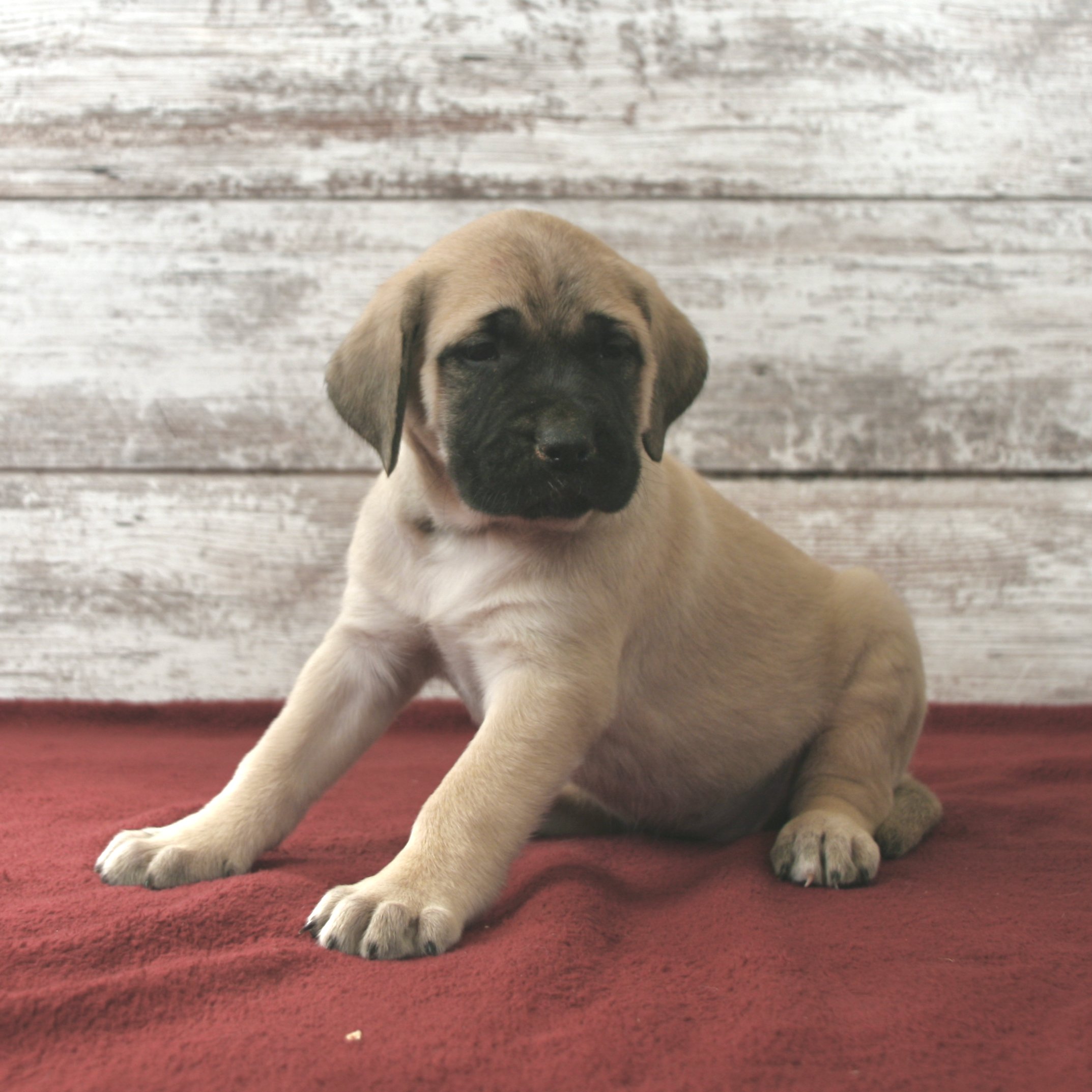 Our Puppies — Walnut Grove Mastiffs