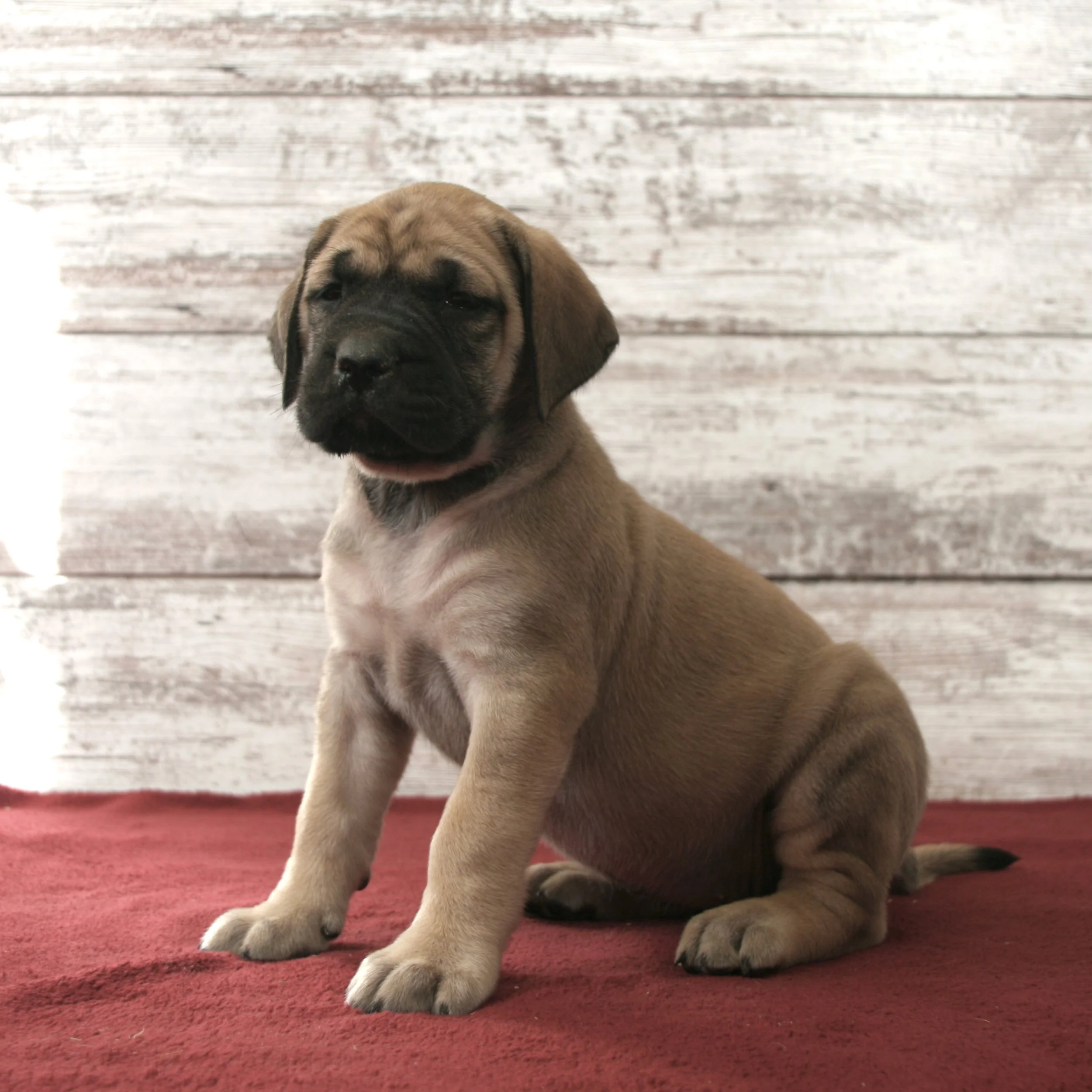 Our Puppies — Walnut Grove Mastiffs