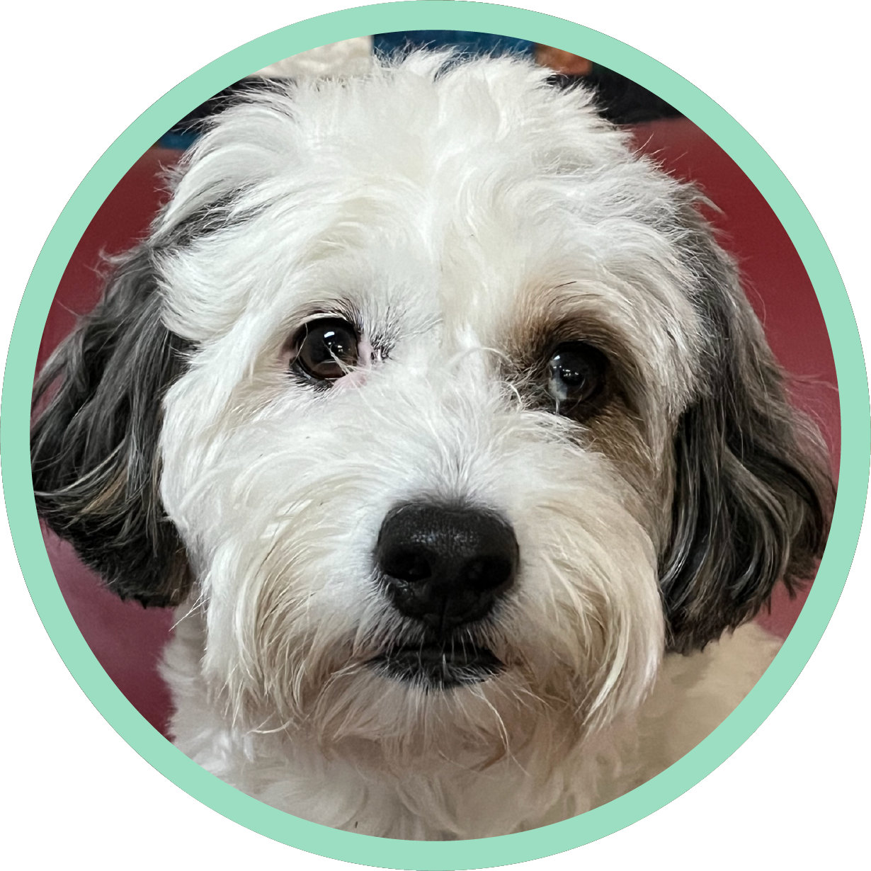 Dogma Dog Training Service – Ames, Iowa