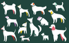 Dogma Dog Training Service – Ames, Iowa