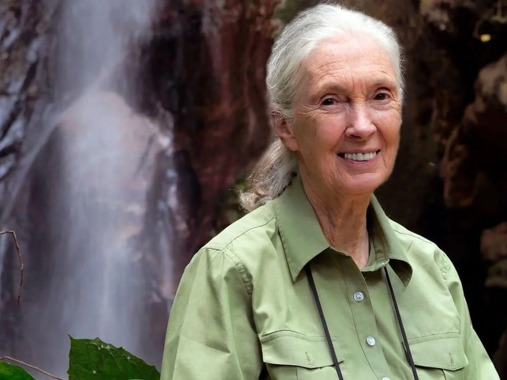 Honoring Jane Goodall: Legacy, Lifestyle & Compassion with RLMI ...