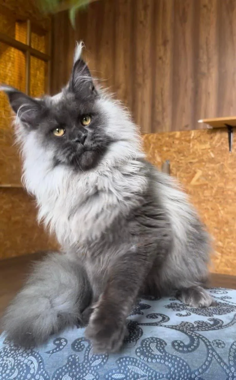 Maine Coon Kittens for Sale California — Maine Coon Cats California