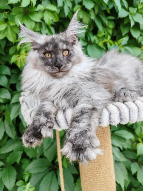 Maine Coon Kittens for Sale California — Maine Coon Cats California