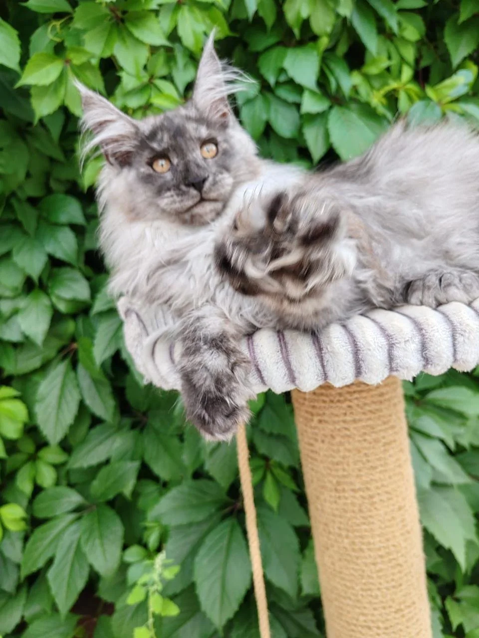 Maine Coon Kittens for Sale California — Maine Coon Cats California