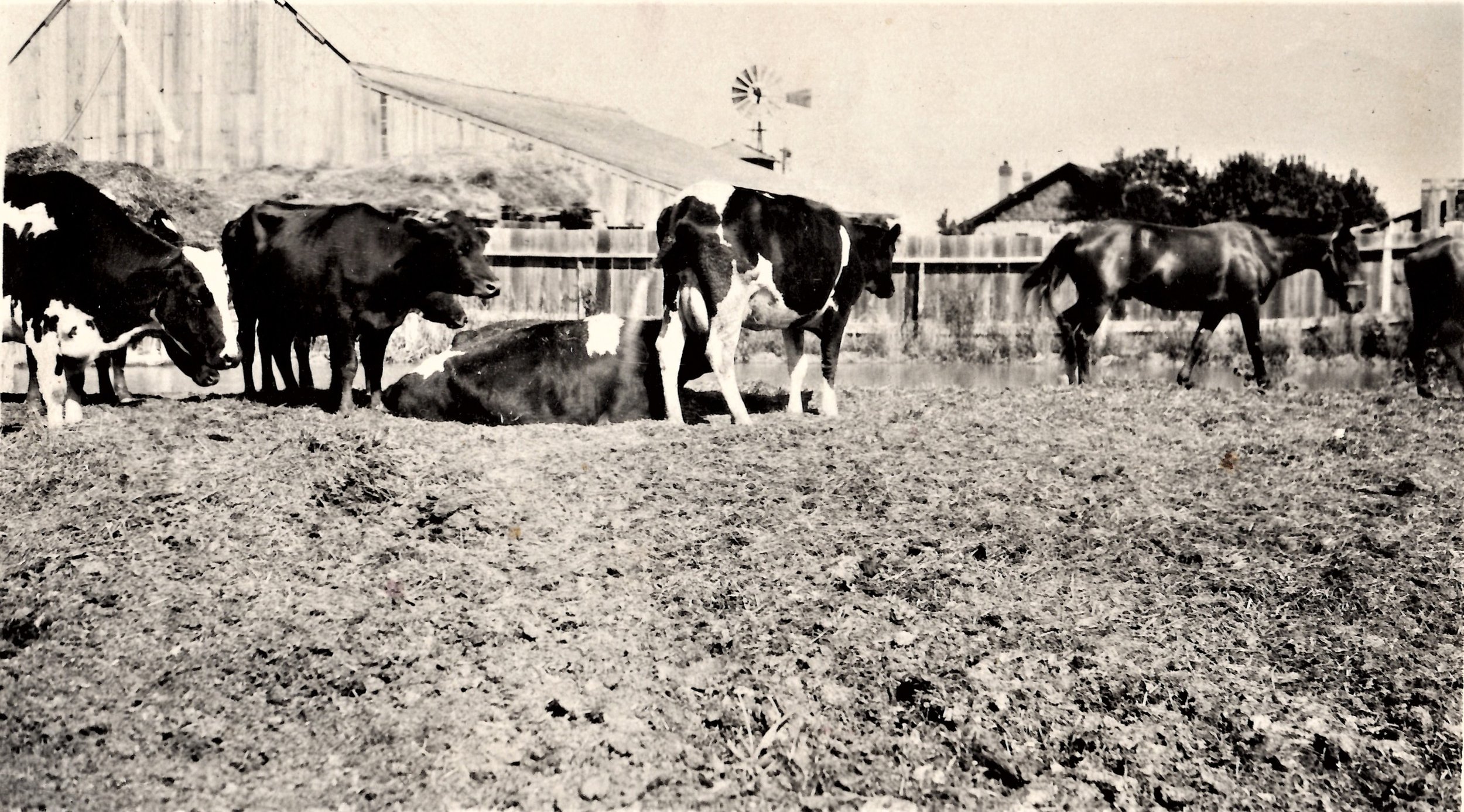 Schmidt's Farm And Greenhouse | Visit Today for Fresh Finds