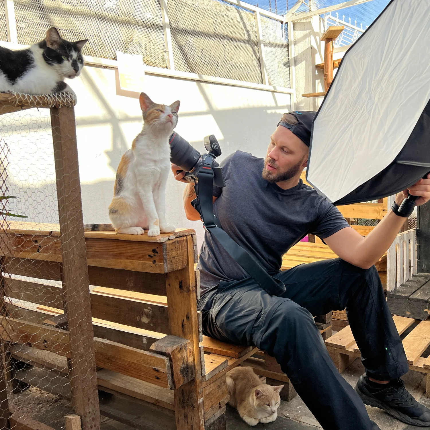 About — Cats of the World