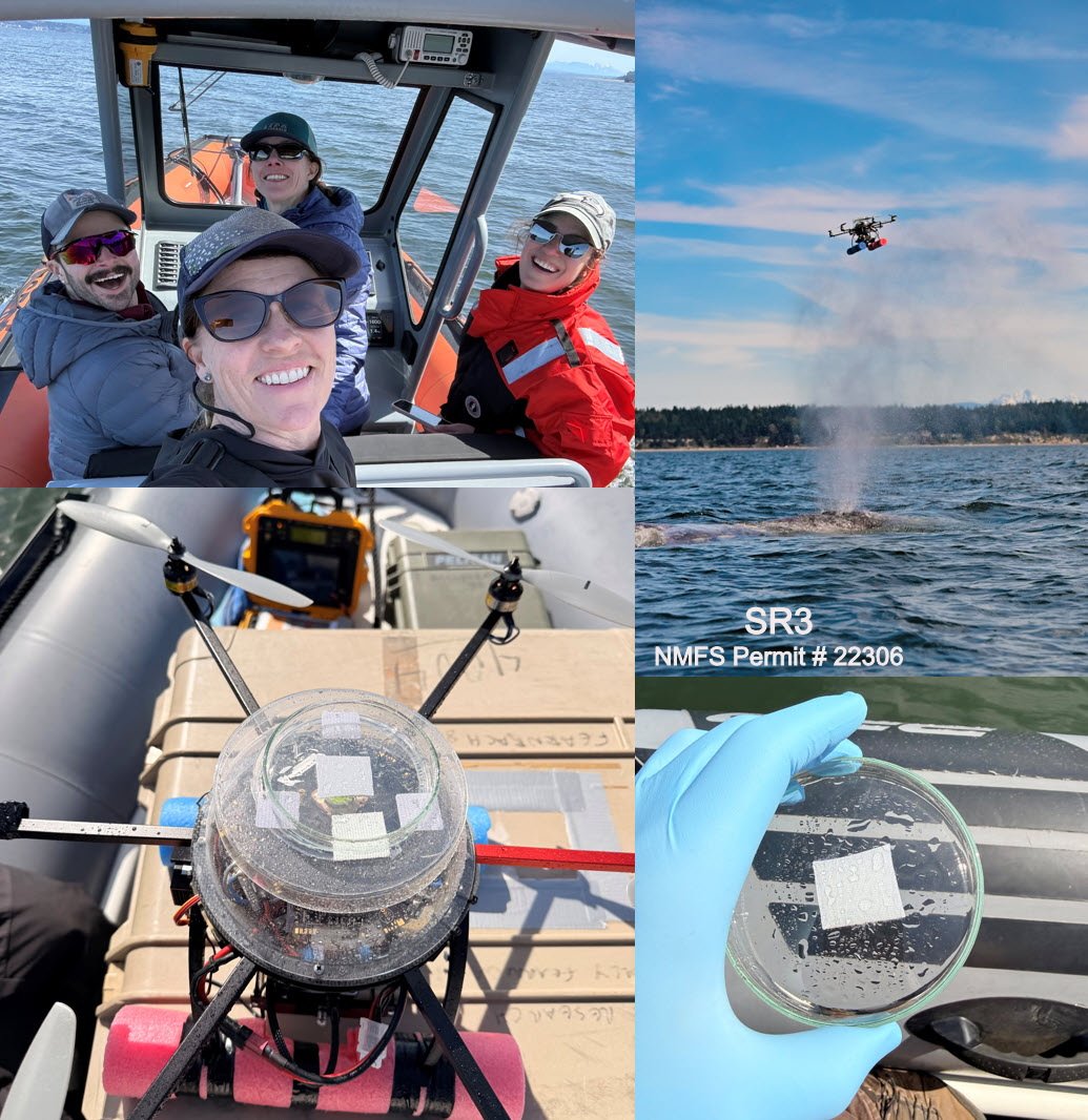 2026 Sounders Research Update | SR3 | SeaLife Response + Rehabilitation ...