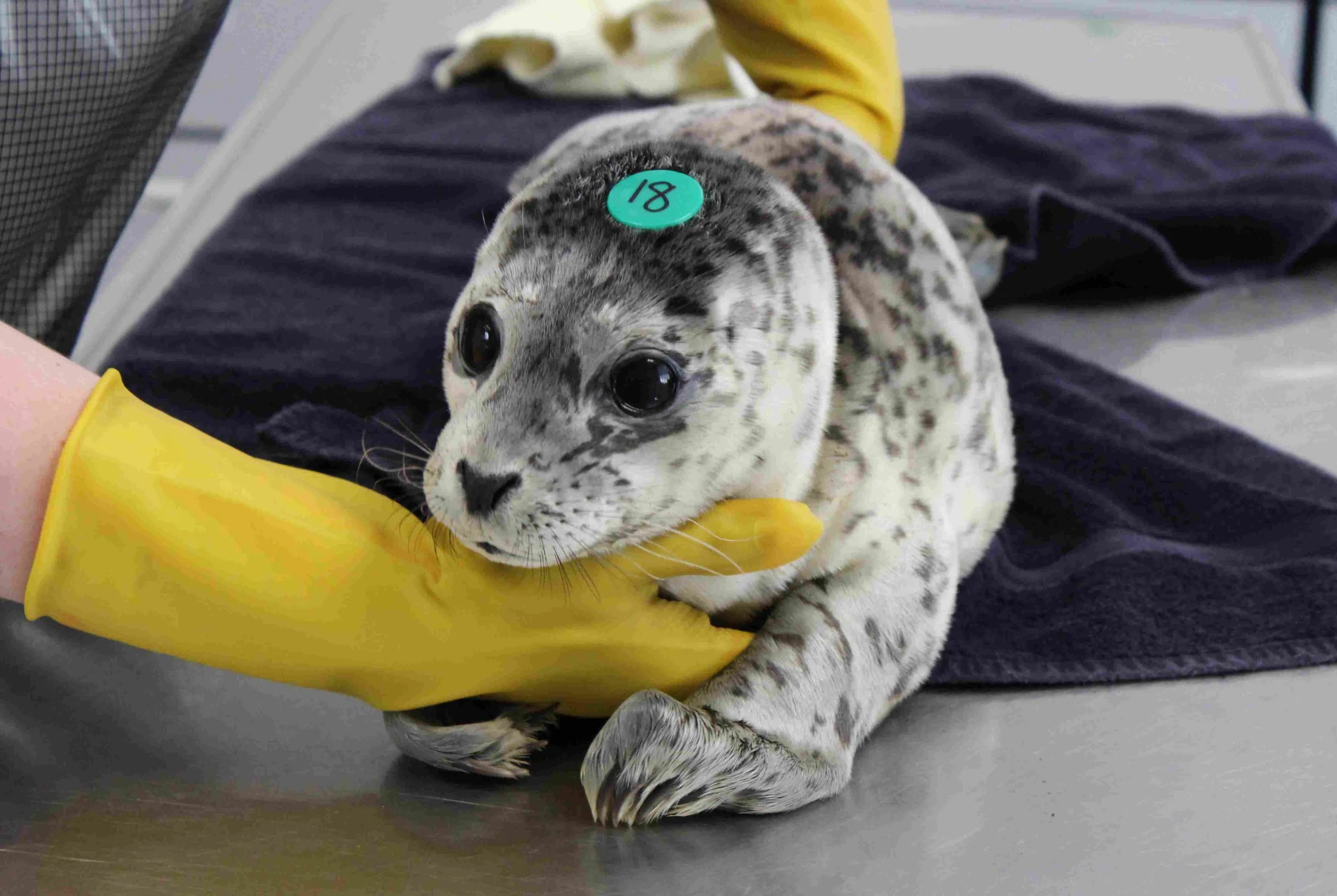 SR3 | SeaLife Response + Rehabilitation + Research