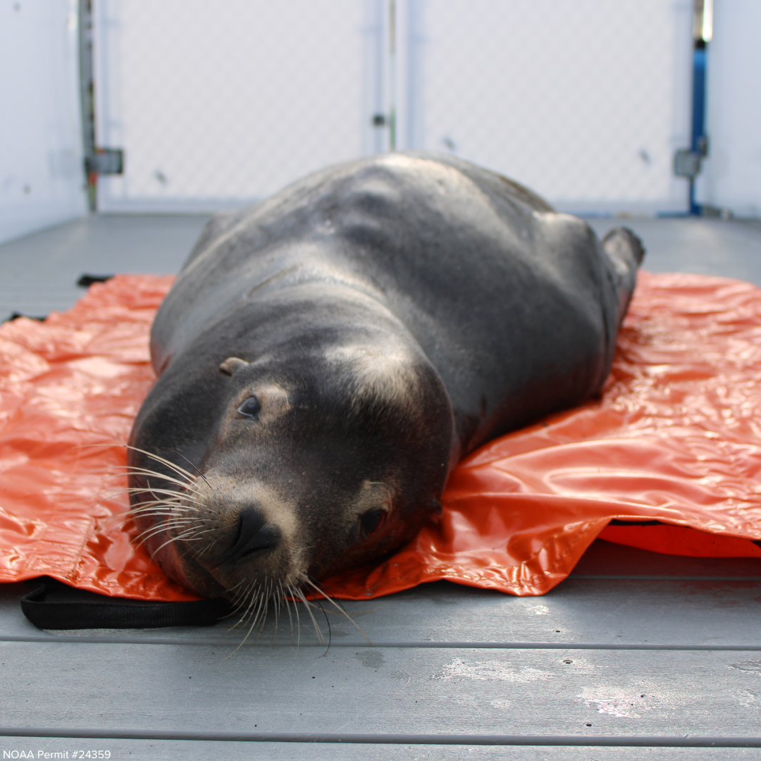 2025's First Patient | SR3 | SeaLife Response + Rehabilitation + Research