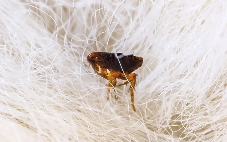 Winning The Battle Against Fleas — EcoSmart Pest Solutions