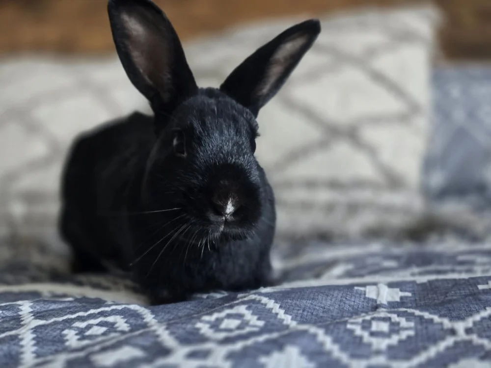 Tips to Rehome — Amy's Bunny Barn