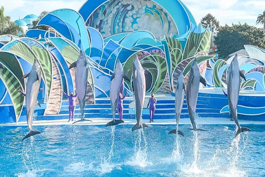 The Dolphin Show at SeaWorld San Diego: Everything You Need to Know ...