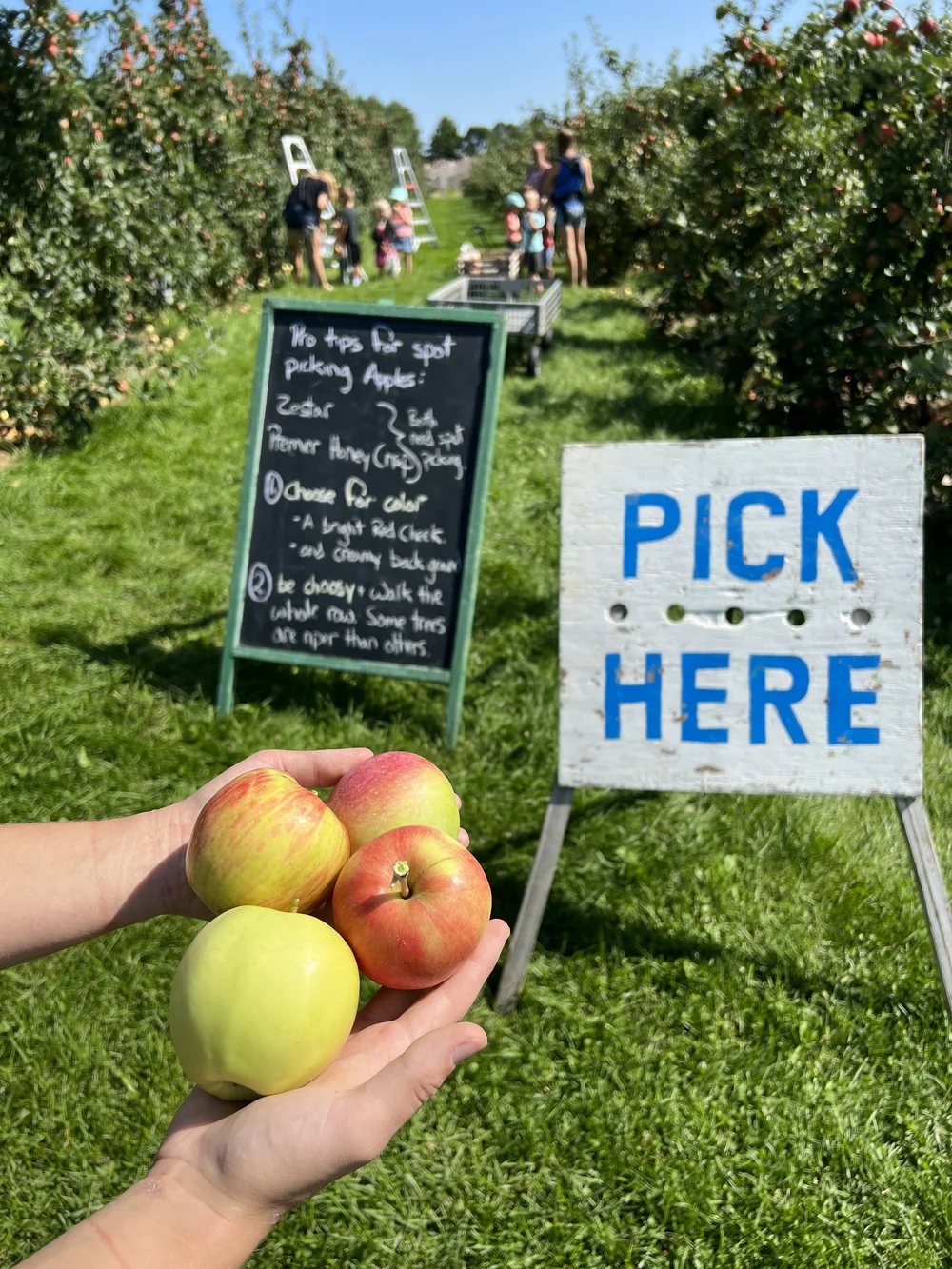 Butternut Farm - A Pick Your Own Fruit Farm