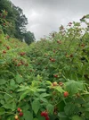 Raspberries - Butternut Farm