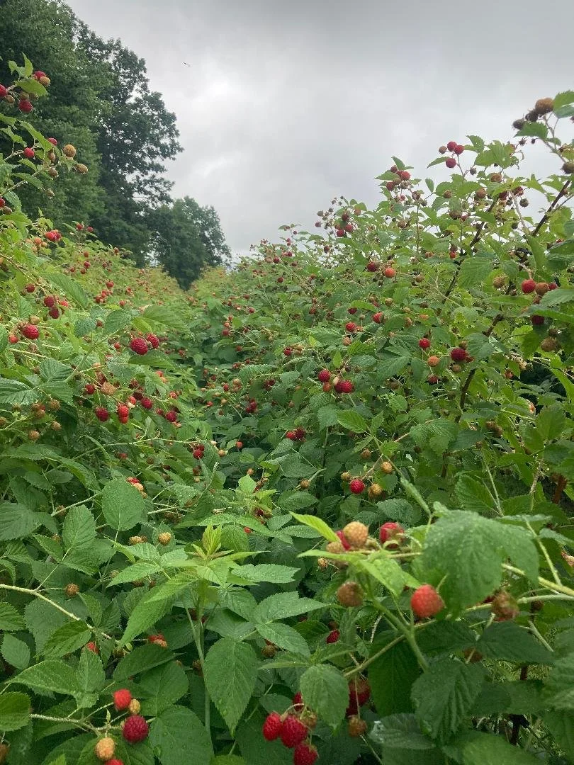 Raspberries - Butternut Farm