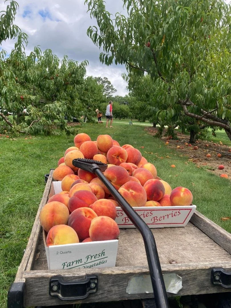 Plan Your Visit - Butternut Farm