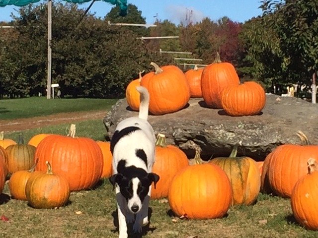 Plan Your Visit - Butternut Farm