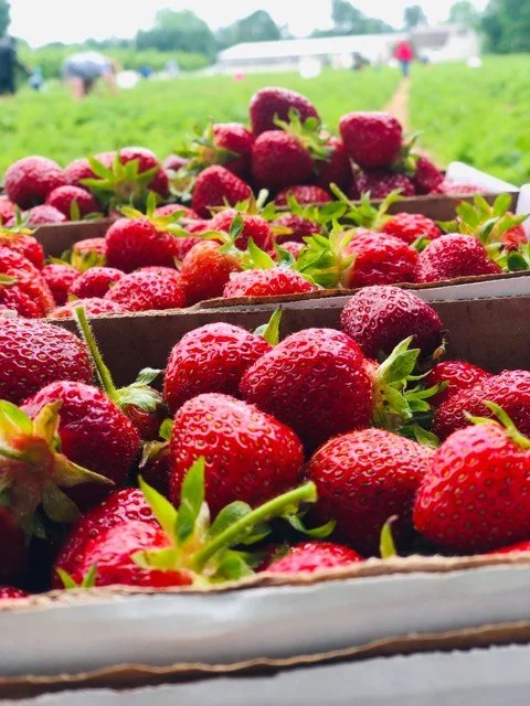 Plan Your Visit - Butternut Farm