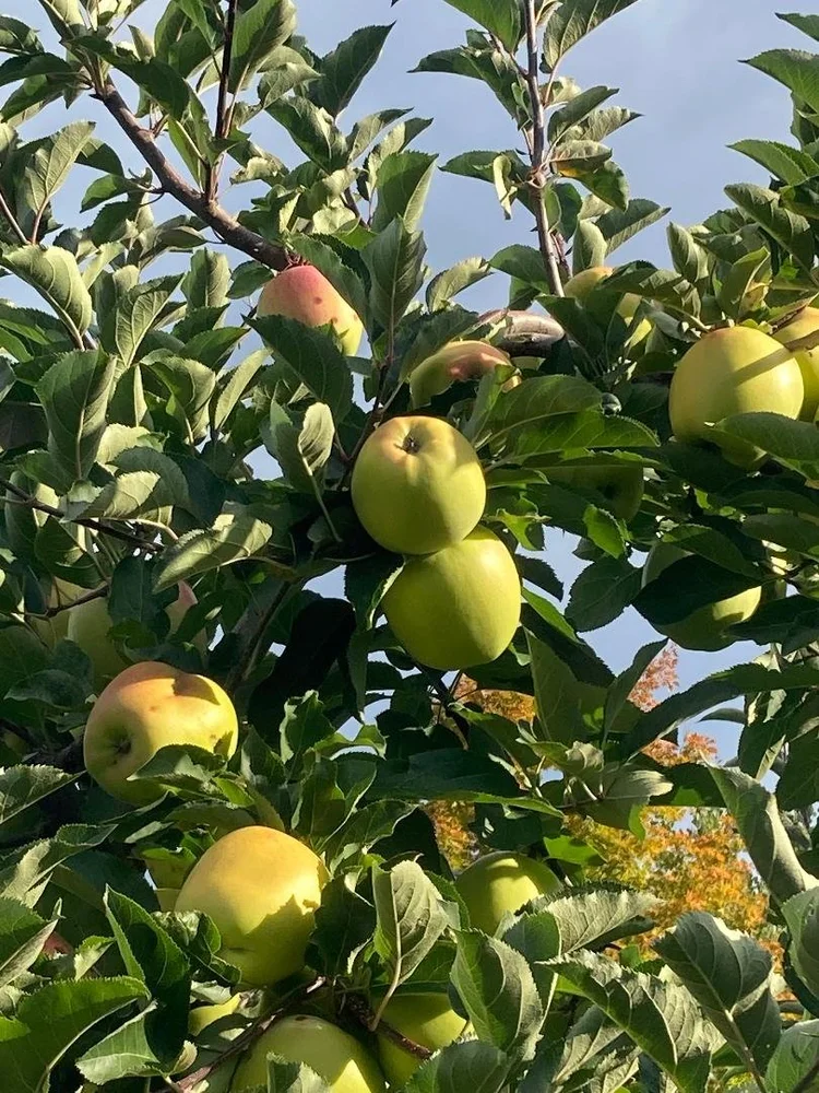 Butternut Farm - A Pick Your Own Fruit Farm